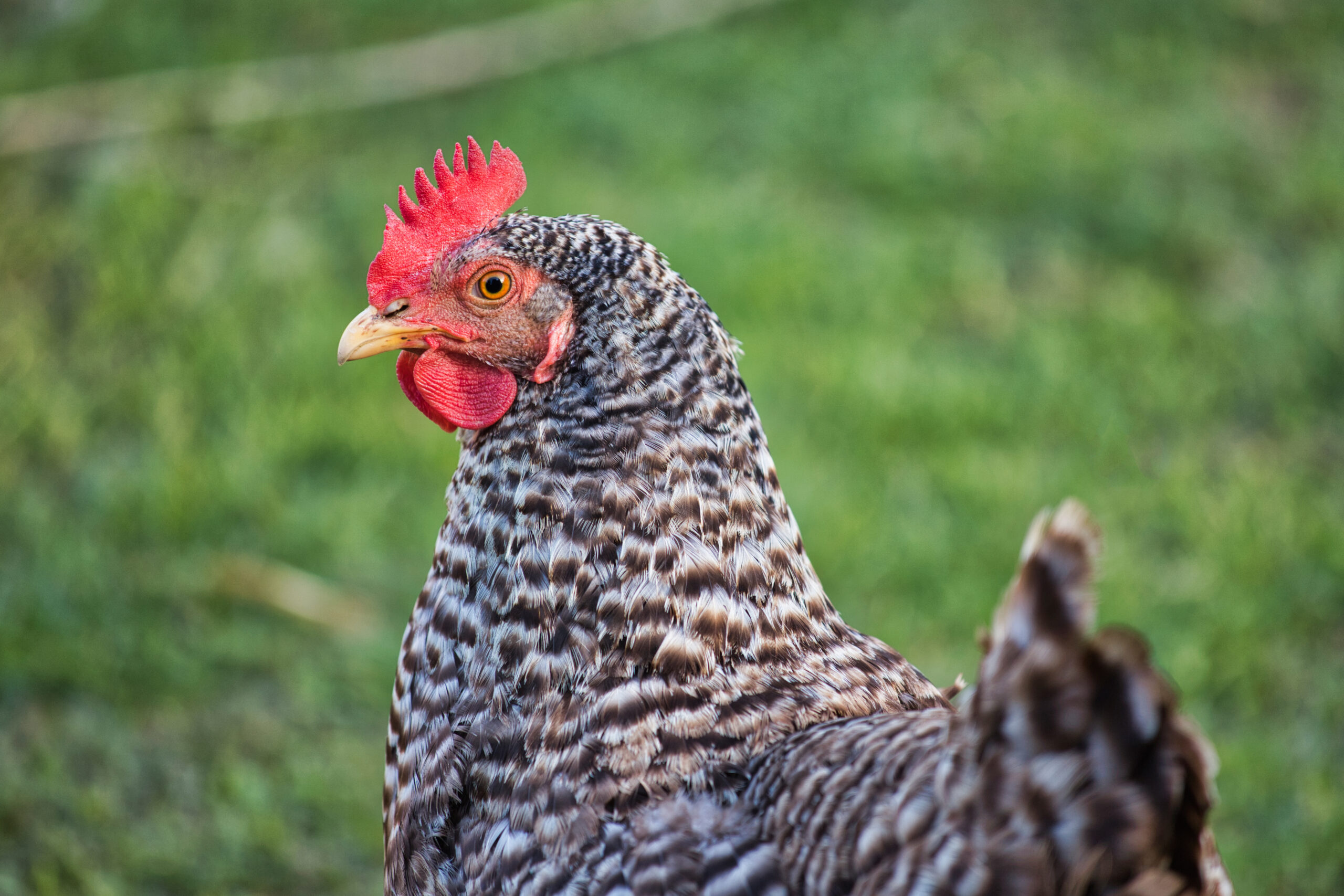 The Right Chickens for You – Mother Earth News